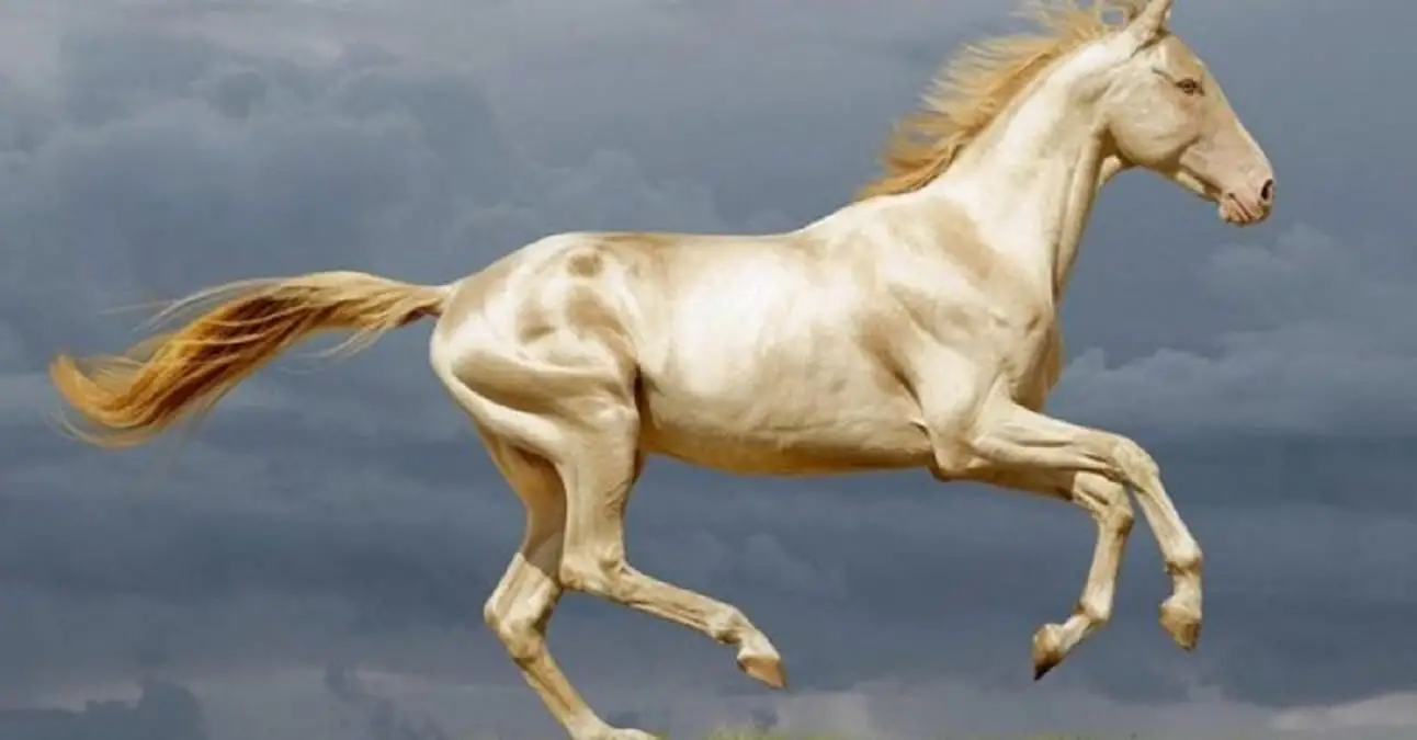 Top 15 Most Beautiful Horses From Around The Globe – Linefame